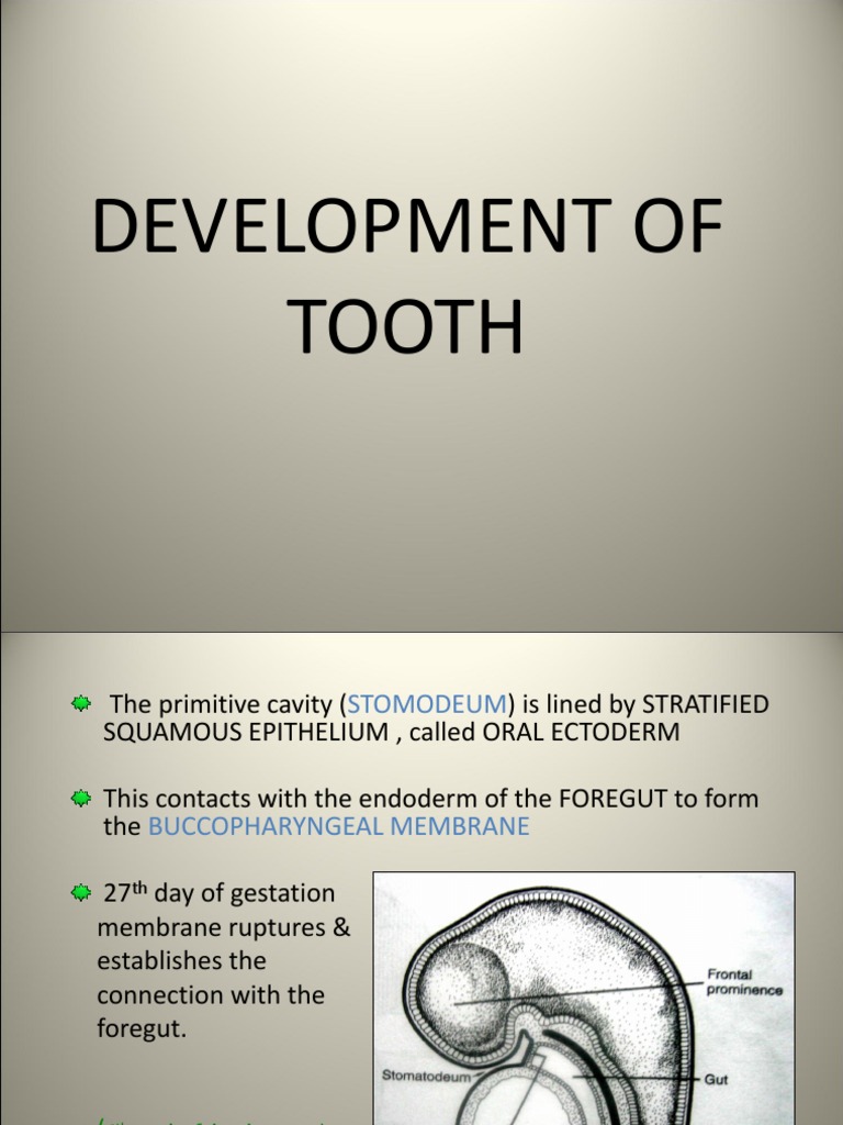 Development of Tooth Lecture-1 | PDF | Tooth | Tooth Enamel