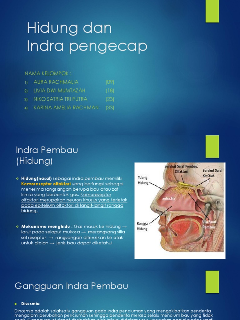 Hidung Dan Indra Pengecap | PDF