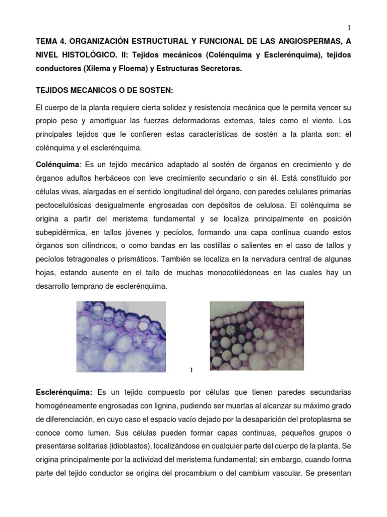 Tejidos 2 (Colenquima, Esclerenquima y Tejido Conductor) | PDF | Tallo ...