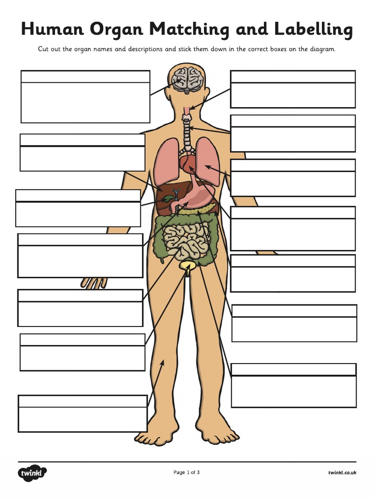 t-he-153-human-organ-matching-and-labelling-activity-pdf