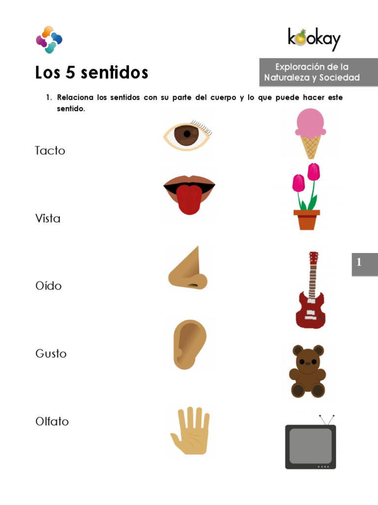 Relación de los 5 sentidos y su función | PDF