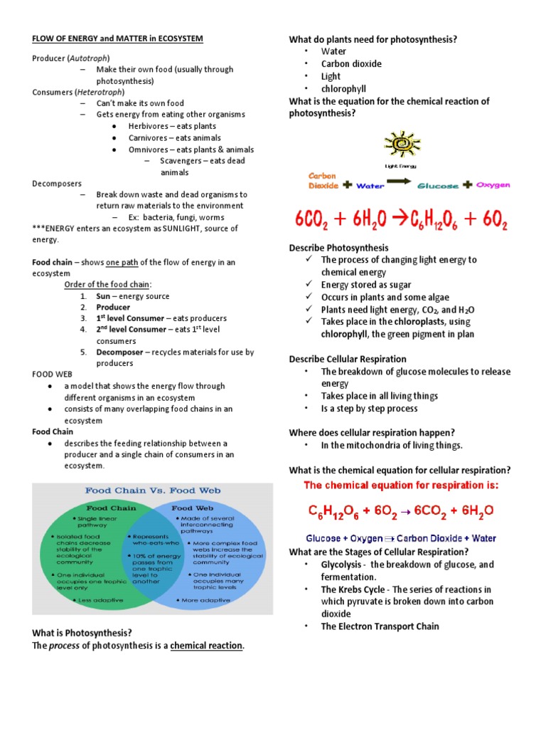FLOW OF ENERGY and MATTER in ECOSYSTEM PDF | PDF | Photosynthesis ...