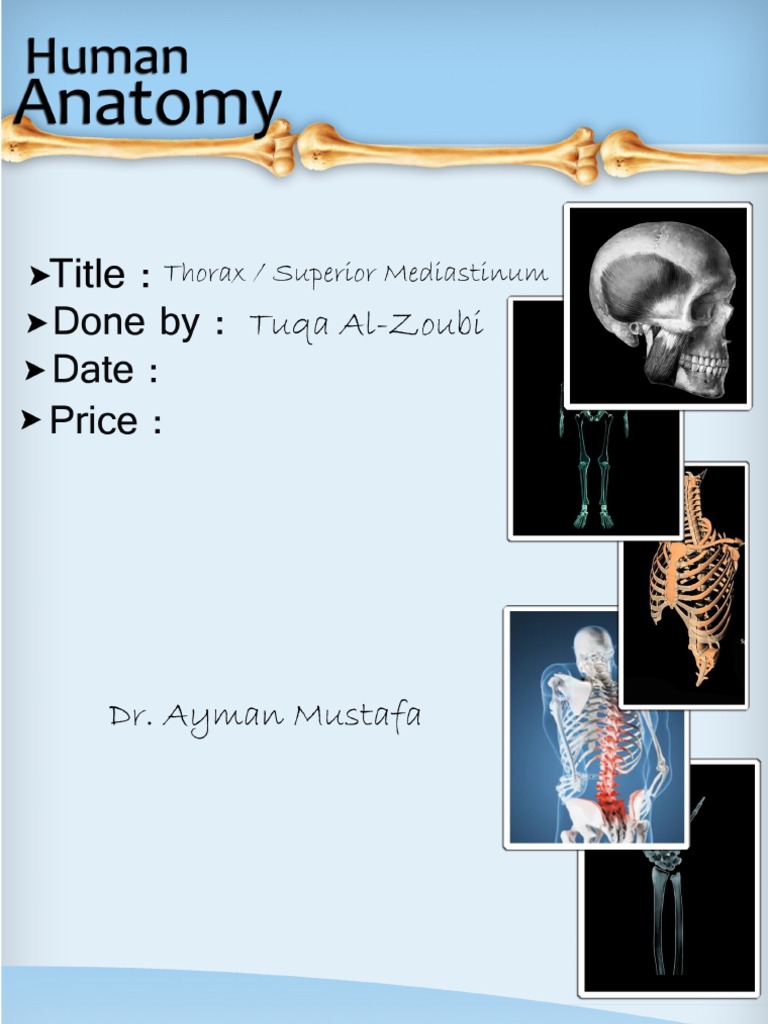Anatomy Lecture 7 Thorax And Superior Mediastinum Lecture Notes