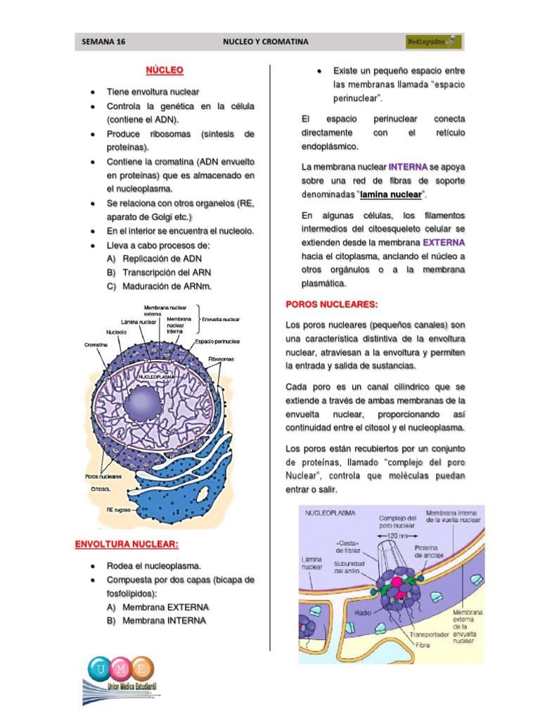 Nucleo | PDF | Nucleo celular | Retículo endoplásmico