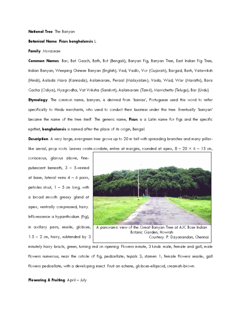 Neem The Cultureral Tree | PDF | Ficus | Plant Life Form