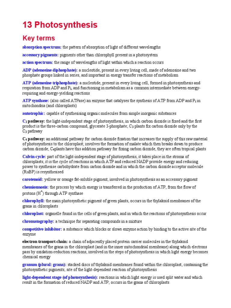 13 Photosynthesis: Key Terms | PDF | Photosynthesis | Chloroplast