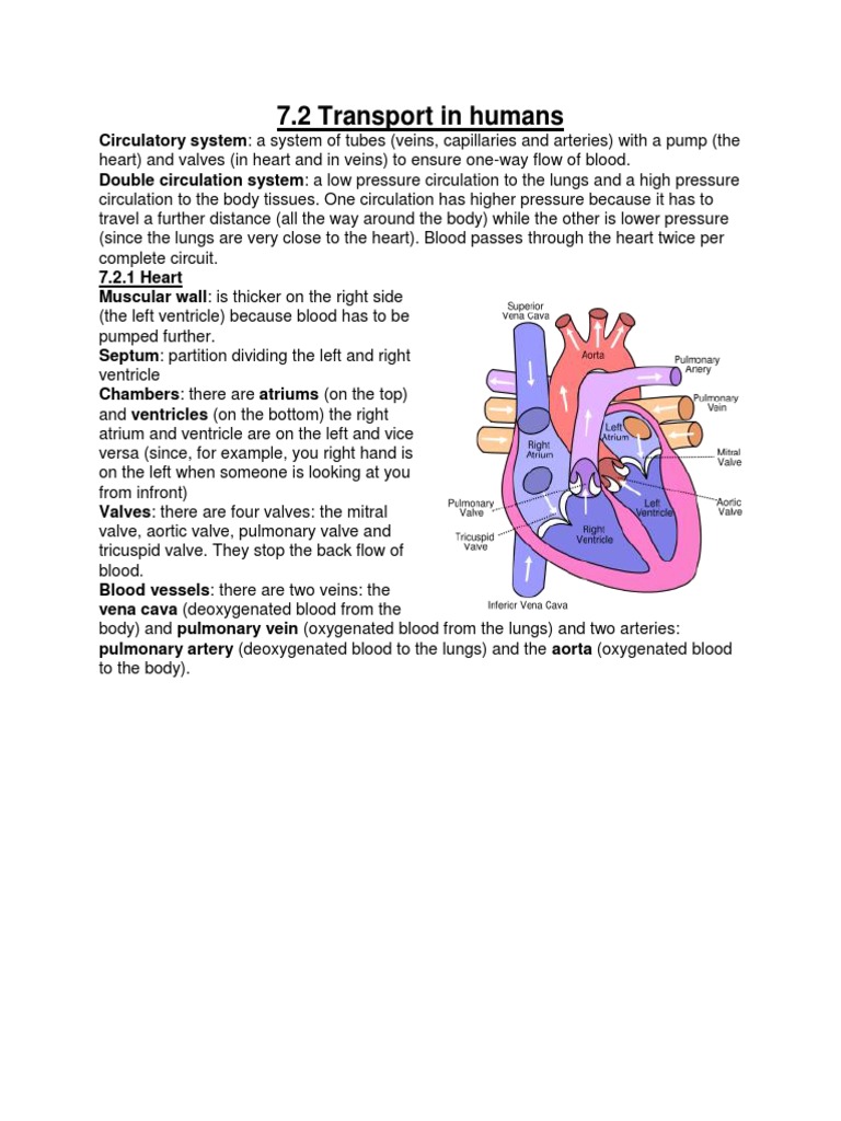 Transport in Humans | Download Free PDF | Heart Valve | Heart