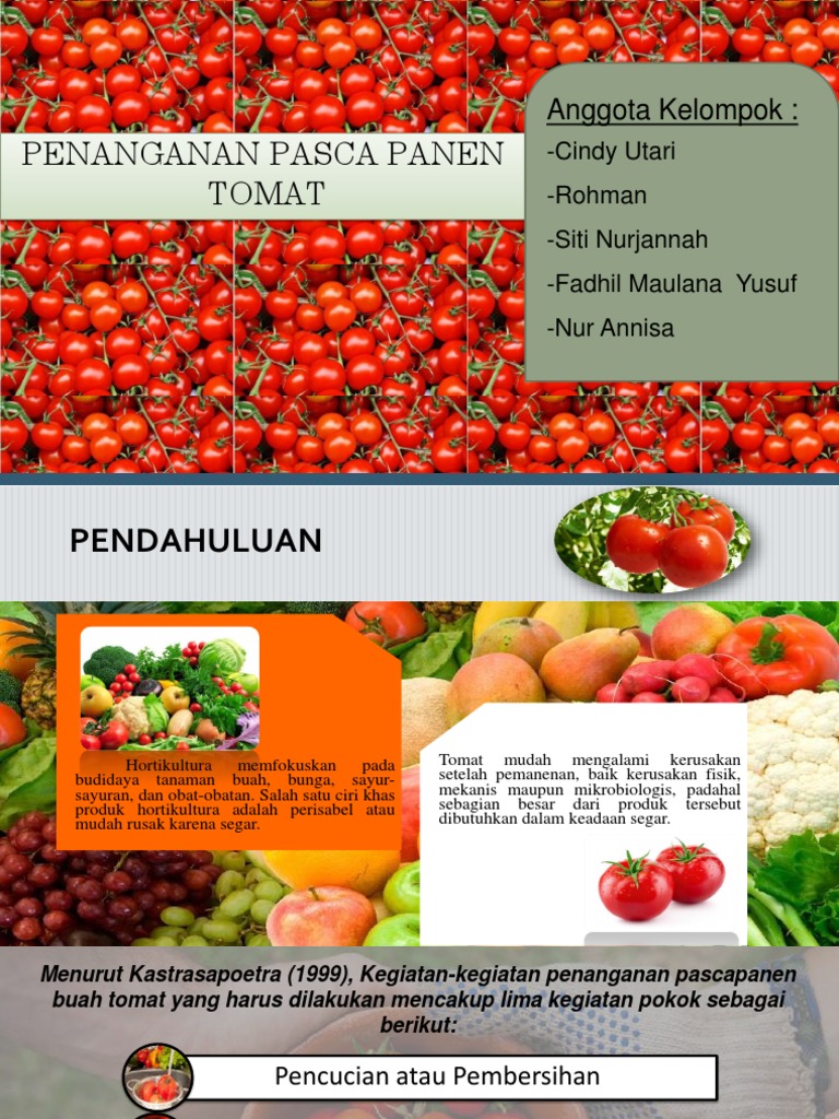 Penanganan Pasca Panen Tomat | PDF