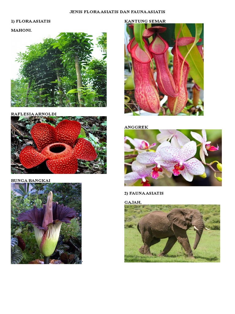 Jenis Flora Asiatis Dan Fauna Asiatis | PDF
