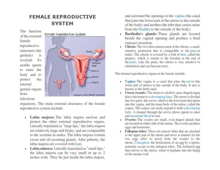 Female Reproductive System | PDF | Labia | Uterus