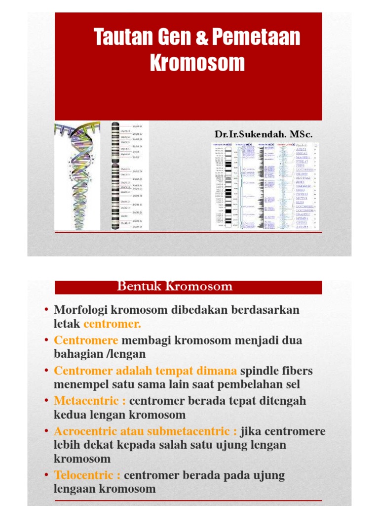Tautan Gen-Pemetaan Kromosom | PDF