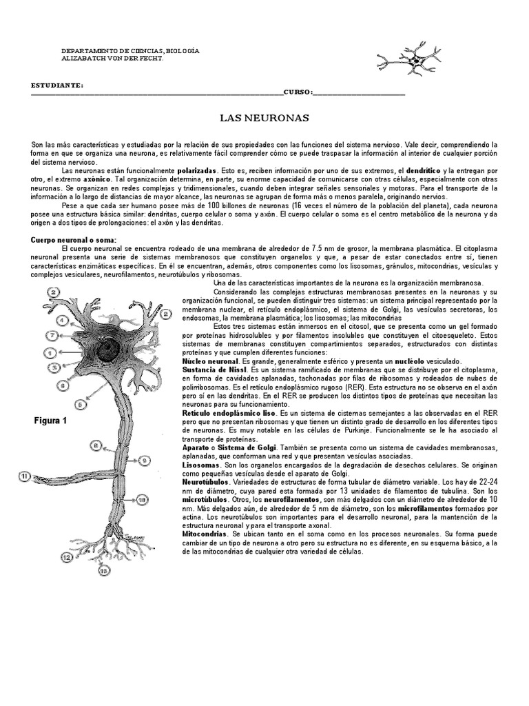 Las Neuronas | PDF | Neurona | Axon