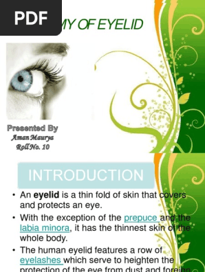 Eyelid Anatomy Ppt Anatomy Of Eye | PPT