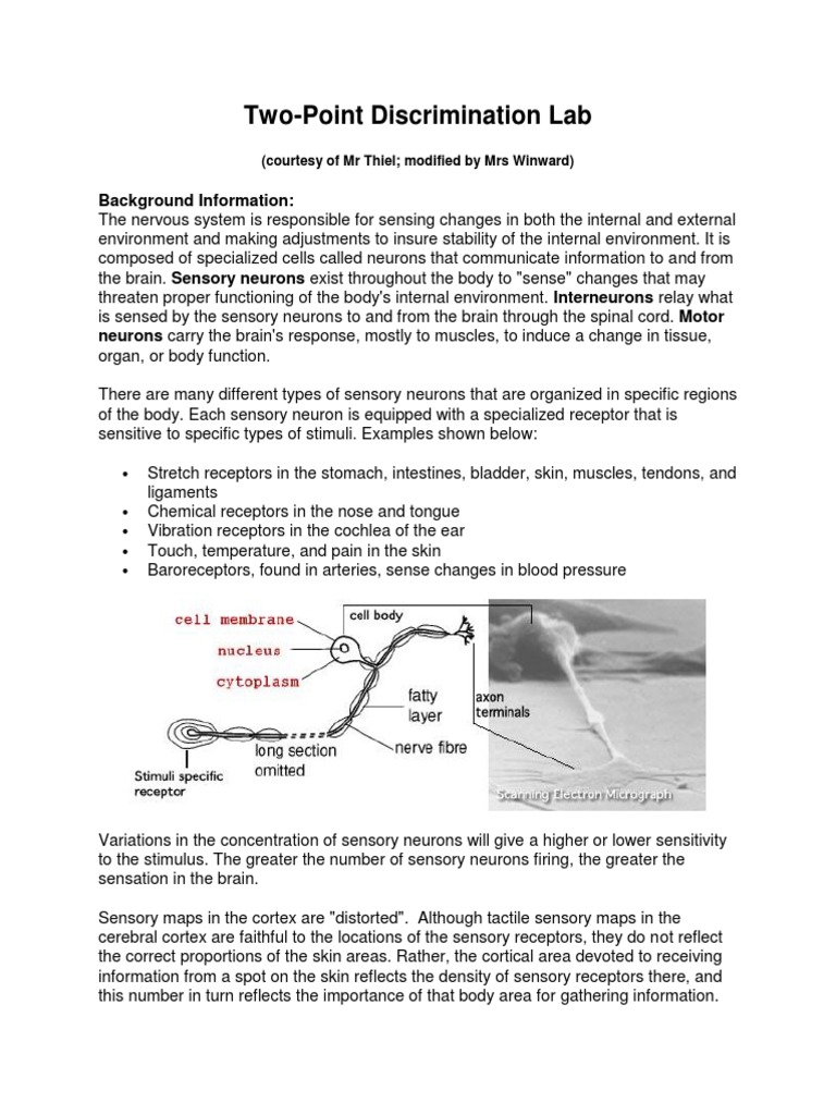 Two-Point Discrimination Lab: Background Information | PDF ...