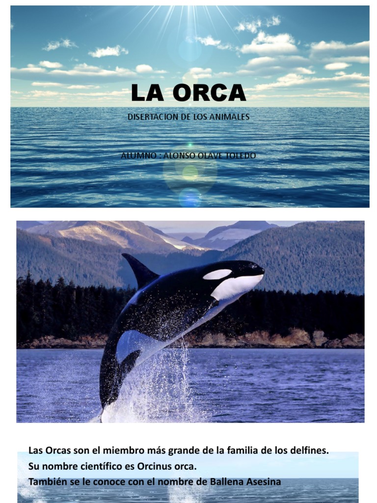 Orca | PDF