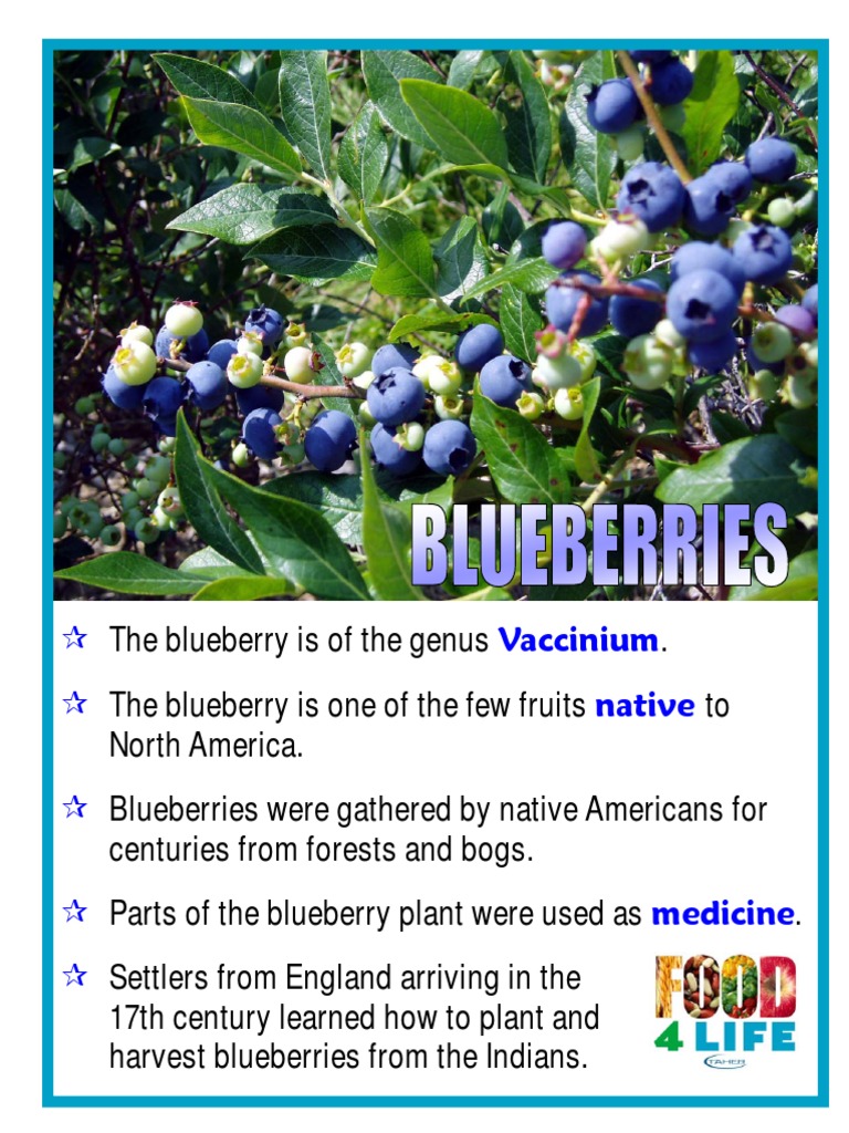Blueberries 9C799D34DC7E1 PDF | PDF