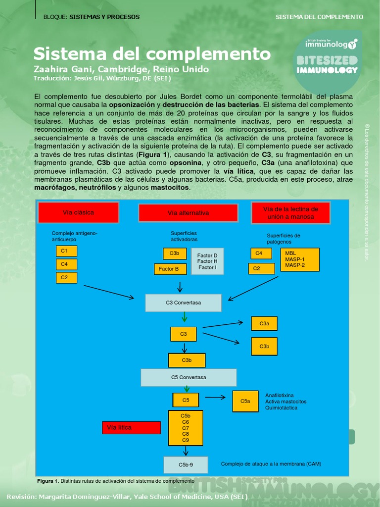 Complement System (Sistema Del Complemento) PDF | PDF | Sistema ...