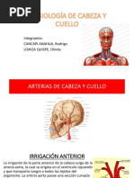 1 Region Superciliar | PDF | Cráneo | Anatomía humana