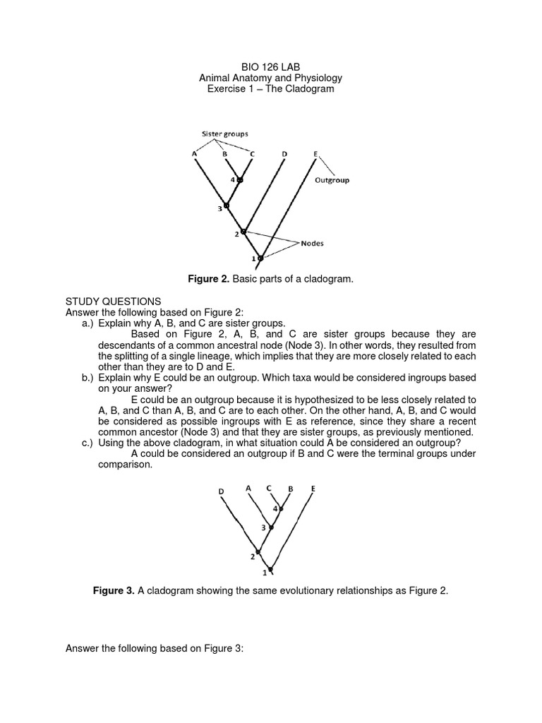 Figure 2 Basic Parts Of A Cladogram Pdf Scientific Classification
