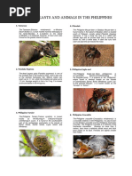 Endangered Animals in the Philippines | PDF