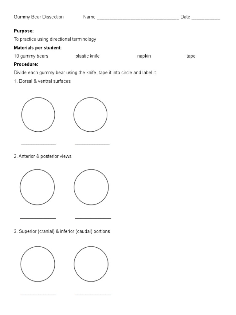 Gummy Bear Dissection Supplementary Activity | PDF