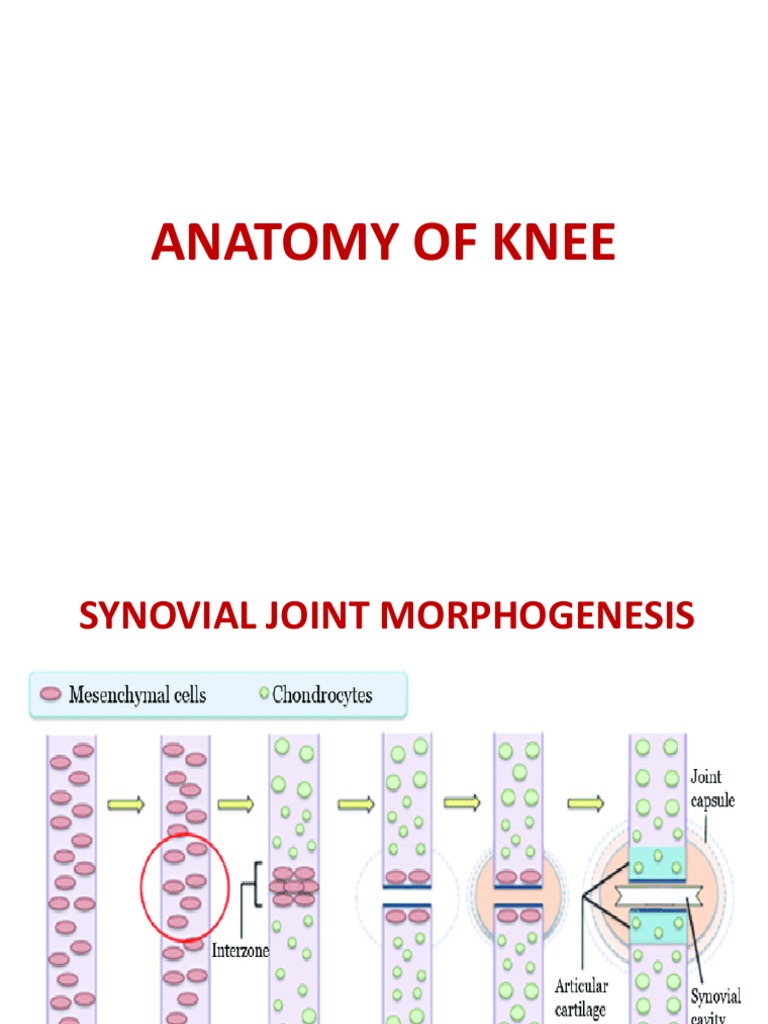 Anatomy of Knee | PDF | Knee | Lower Limb Anatomy