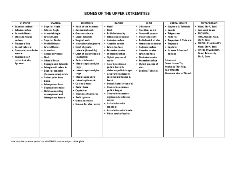 Bones of The Upper Extremities | PDF | Thumb | Limbs (Anatomy)