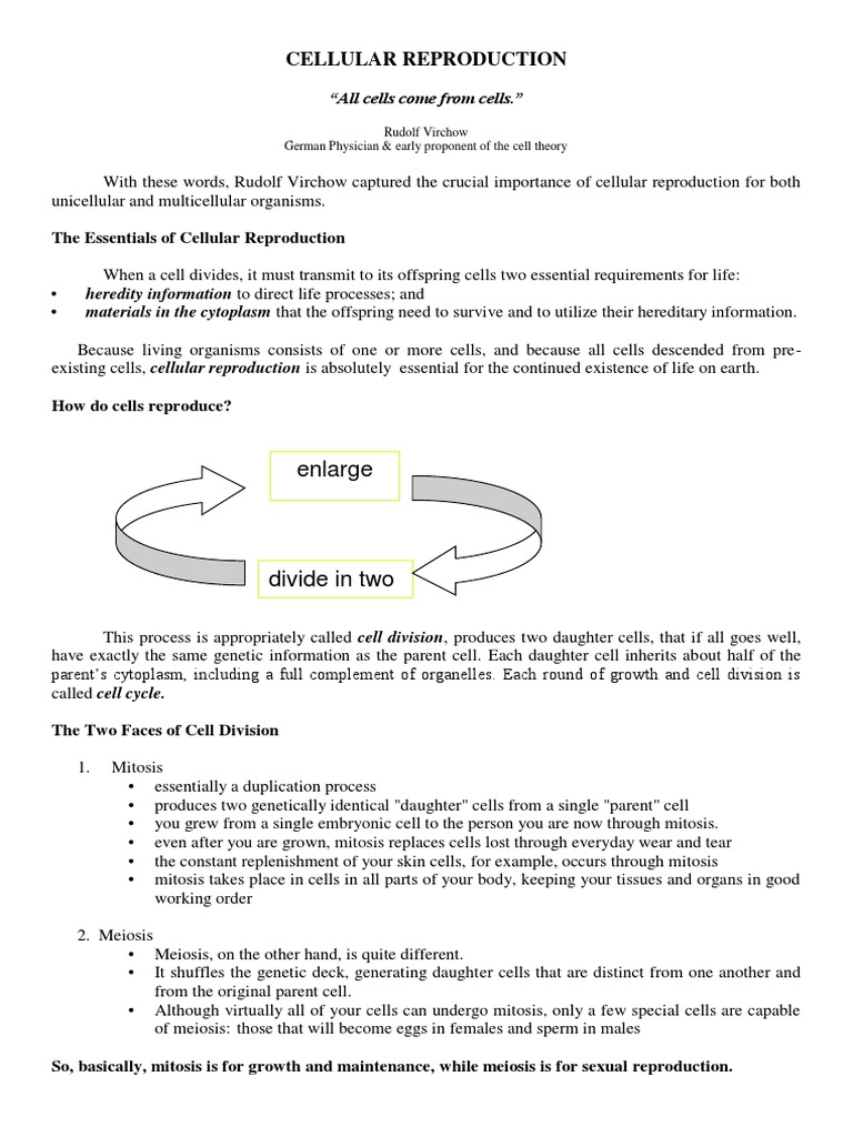 Cellular Reproduction | PDF | Meiosis | Mitosis