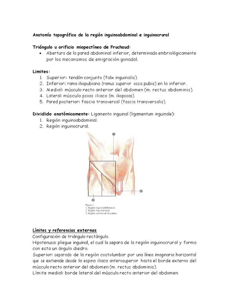 Anatomía Topográfica de La Región Inguinoabdominal e Inguinocrural ...