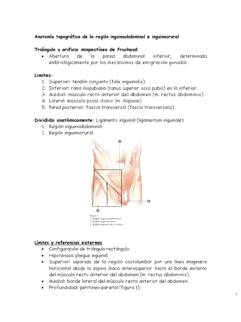 Area Inguinal | PDF | Abdomen | Tejido suave