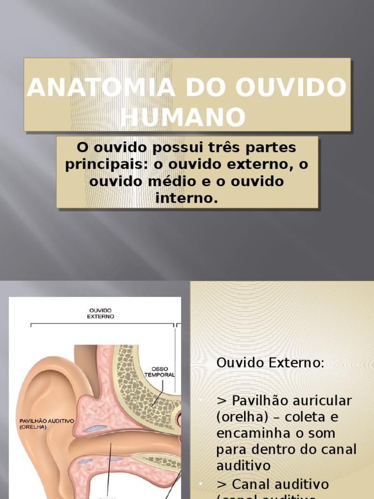 Anatomia Do Ouvido Humano | PDF | Orelha | Audição