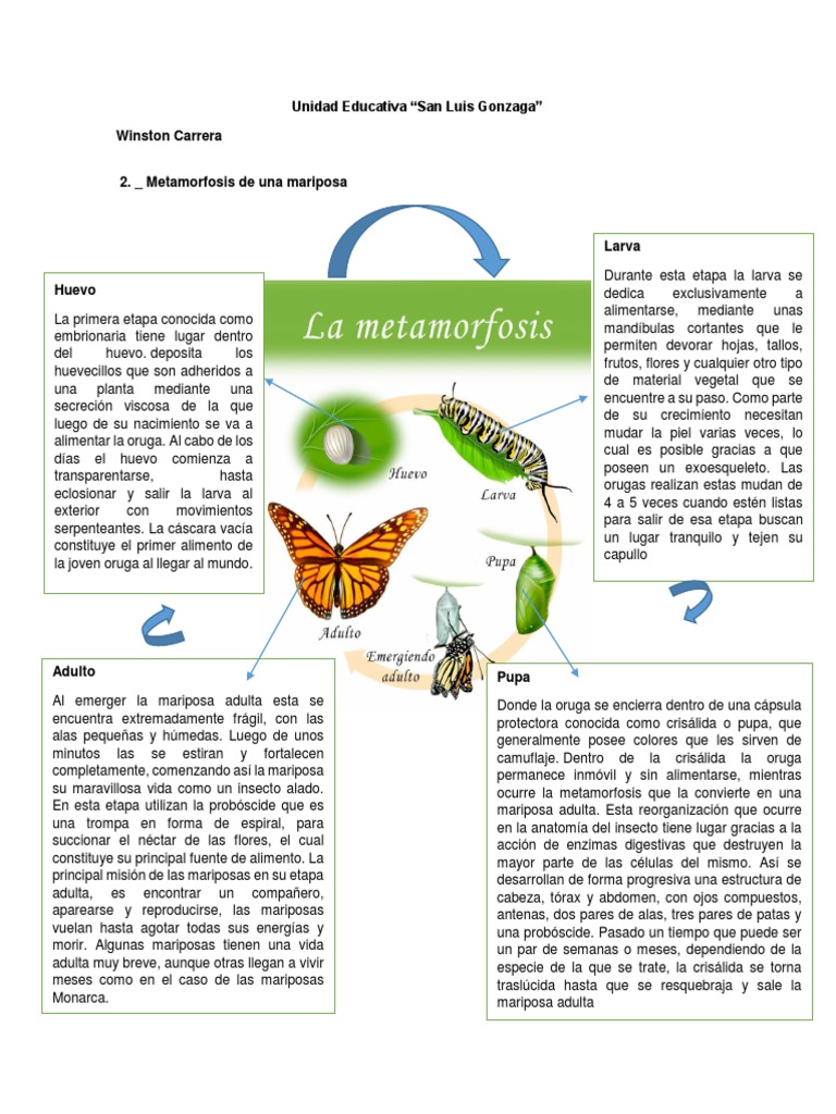 Metamorfosis de la Mariposa: Etapas y Datos | PDF | Lepidópteros ...