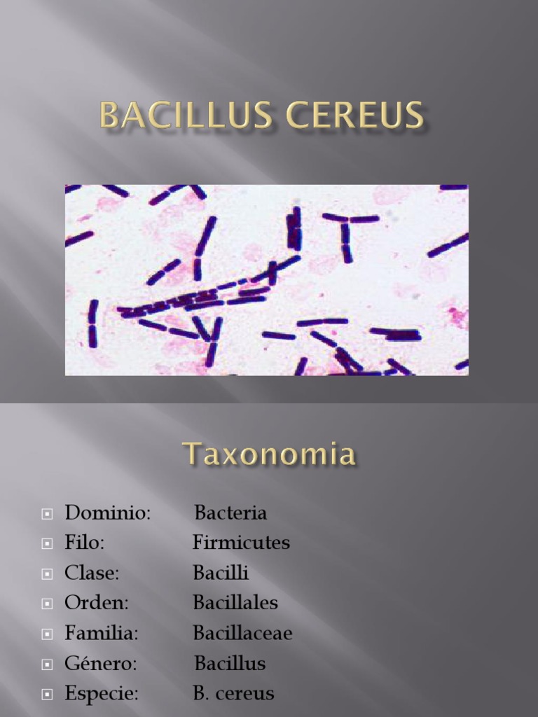 Bacillus Cereus | PDF | Diarrea | Bacilo
