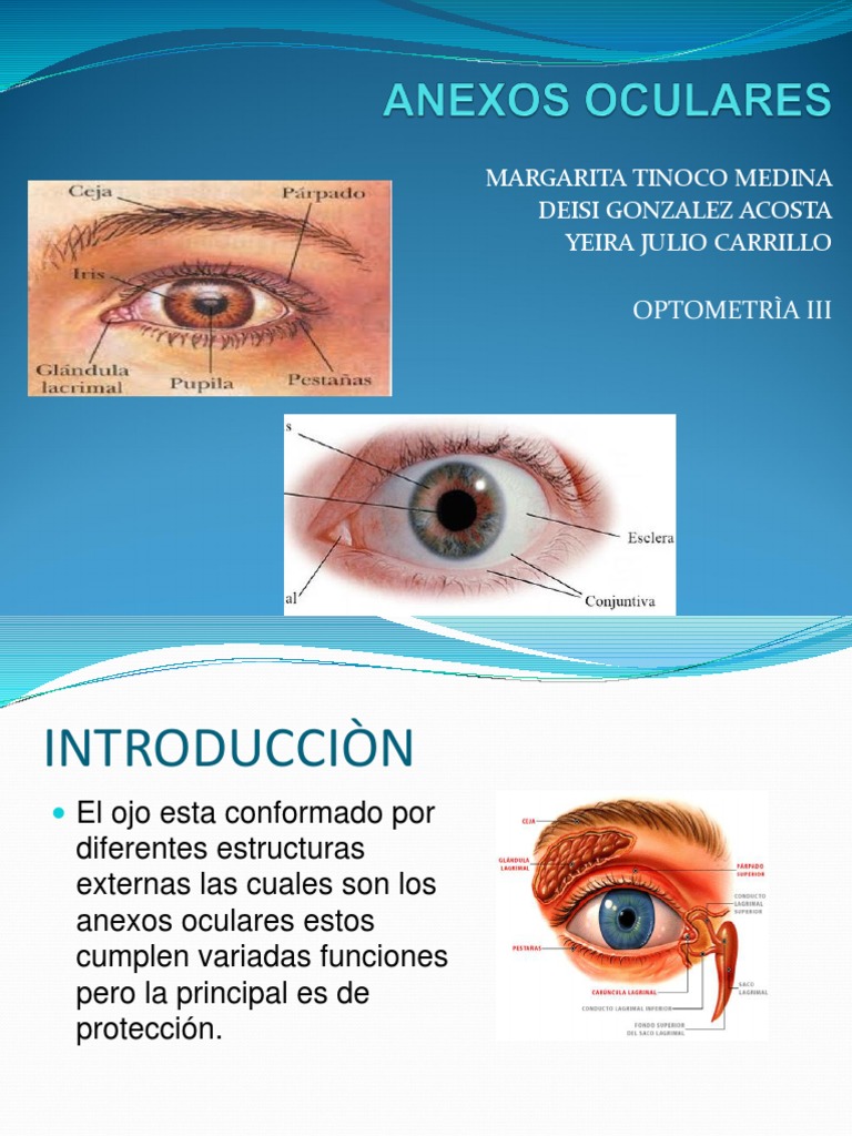 Anexos oculares: funciones y estructuras | PDF | Ojo | Piel
