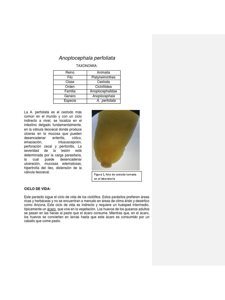 Anoplocephala Perfoliata (1) Ucc | PDF | Especialidades Medicas ...