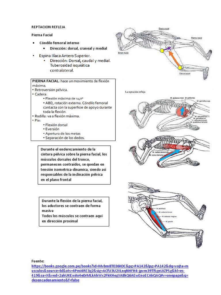 Mio Reptacion Refleja Pierna Facial Michael | PDF
