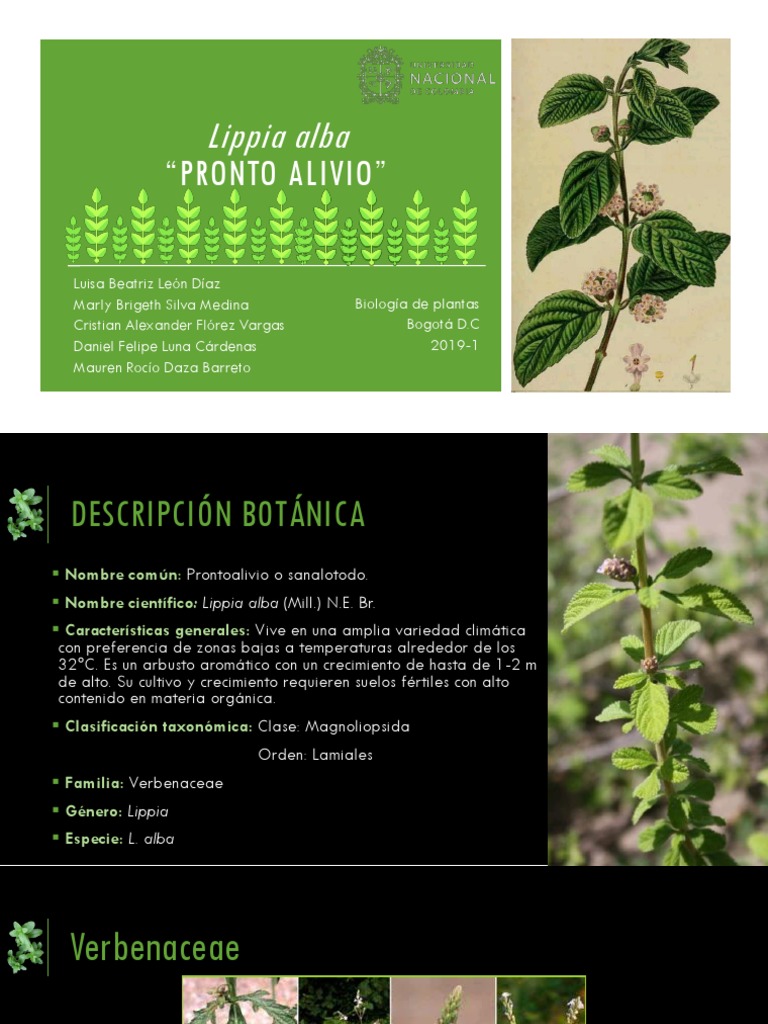 Lippia Alba | PDF | Ramas de la botánica | Botánica