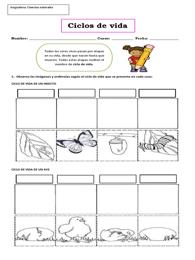 Guía Ciclos de Vida 2° Basico | PDF