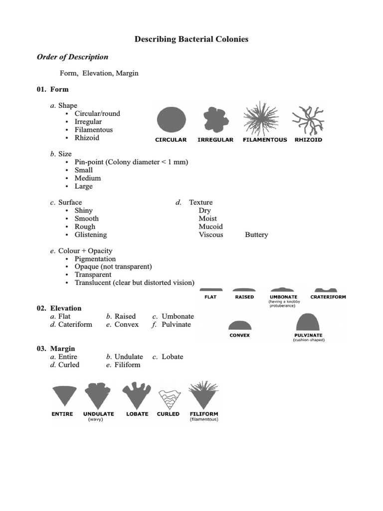 Describing Bacterial Colonies: Order of Description | PDF