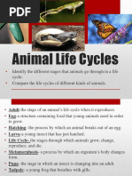 Food Chain Graphic Organizer | PDF | Foods