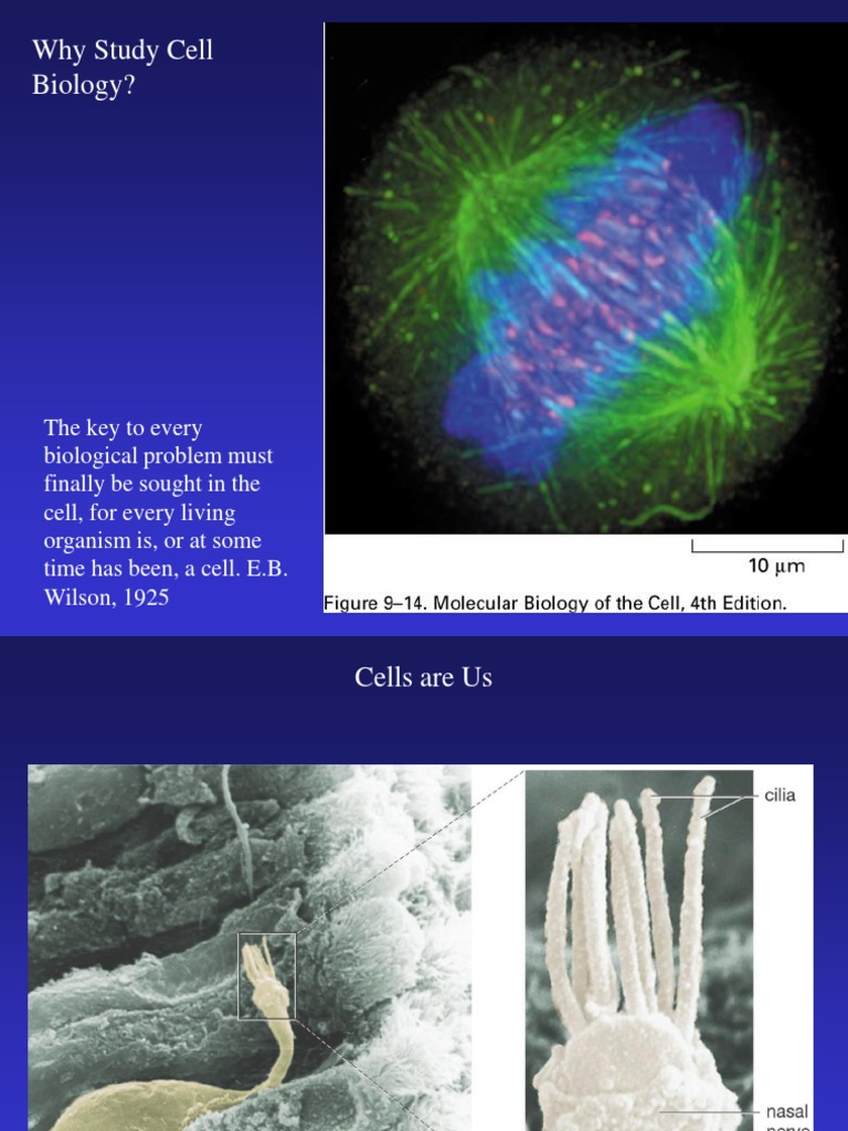 Why Study Cell Biology? | PDF | Mitochondrion | Lysosome