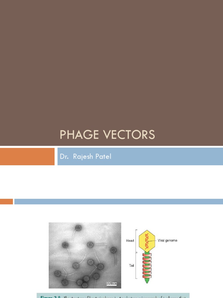 Phage Vectors: Types and Applications | PDF | Molecular Cloning ...