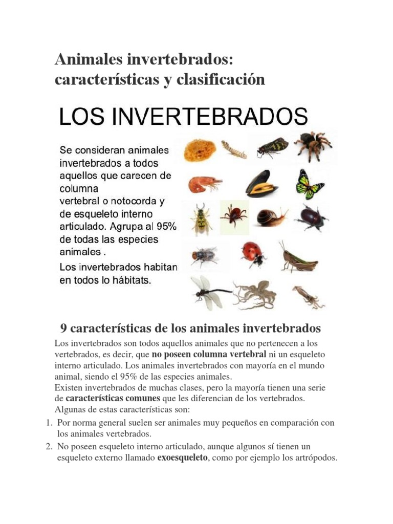 Animales Invertebrados Ejemplos Caractersticas Y