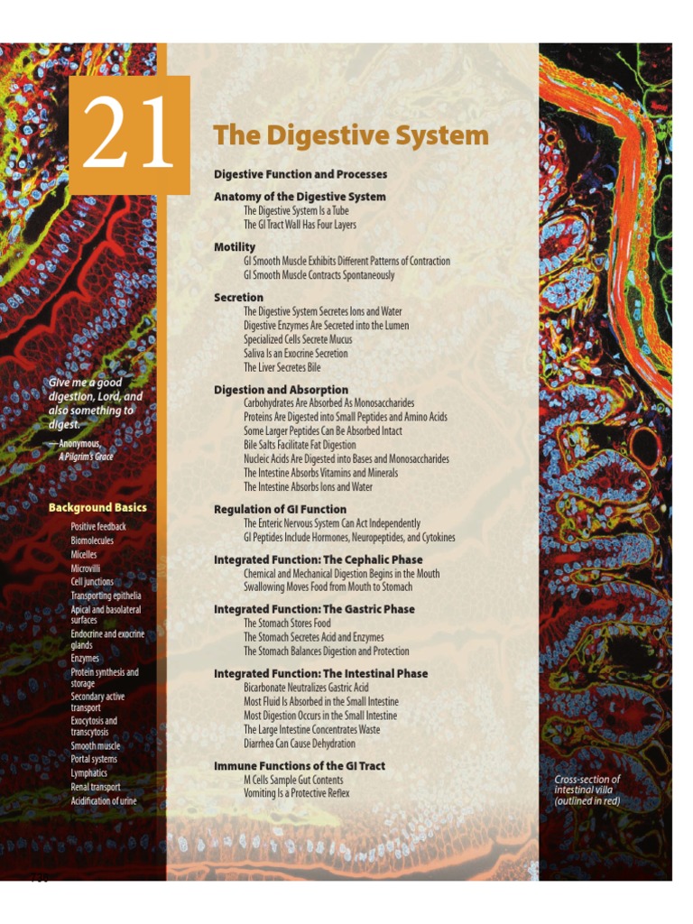 Human Physiology - Kapitola 21 PDF | PDF | Gastrointestinal Tract ...