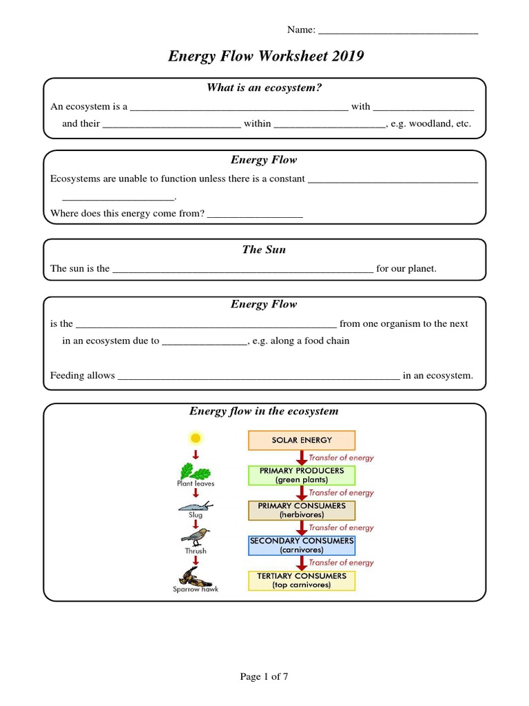 Energy Flow Worksheet 2019: What Is An Ecosystem? | PDF | Food Web ...