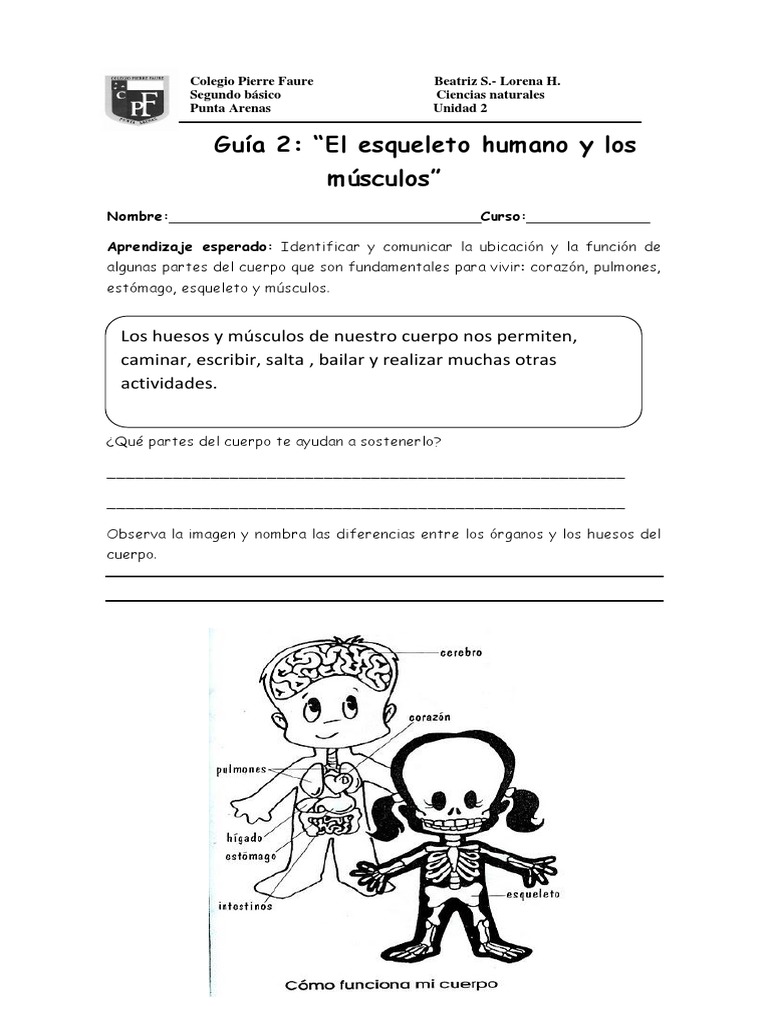 Cuerpo Humano Pdf Pdf