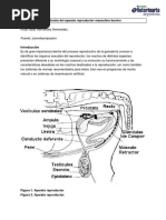 Anatomia Reproductiva Del Toro | PDF | Testículo | Sistema urinario