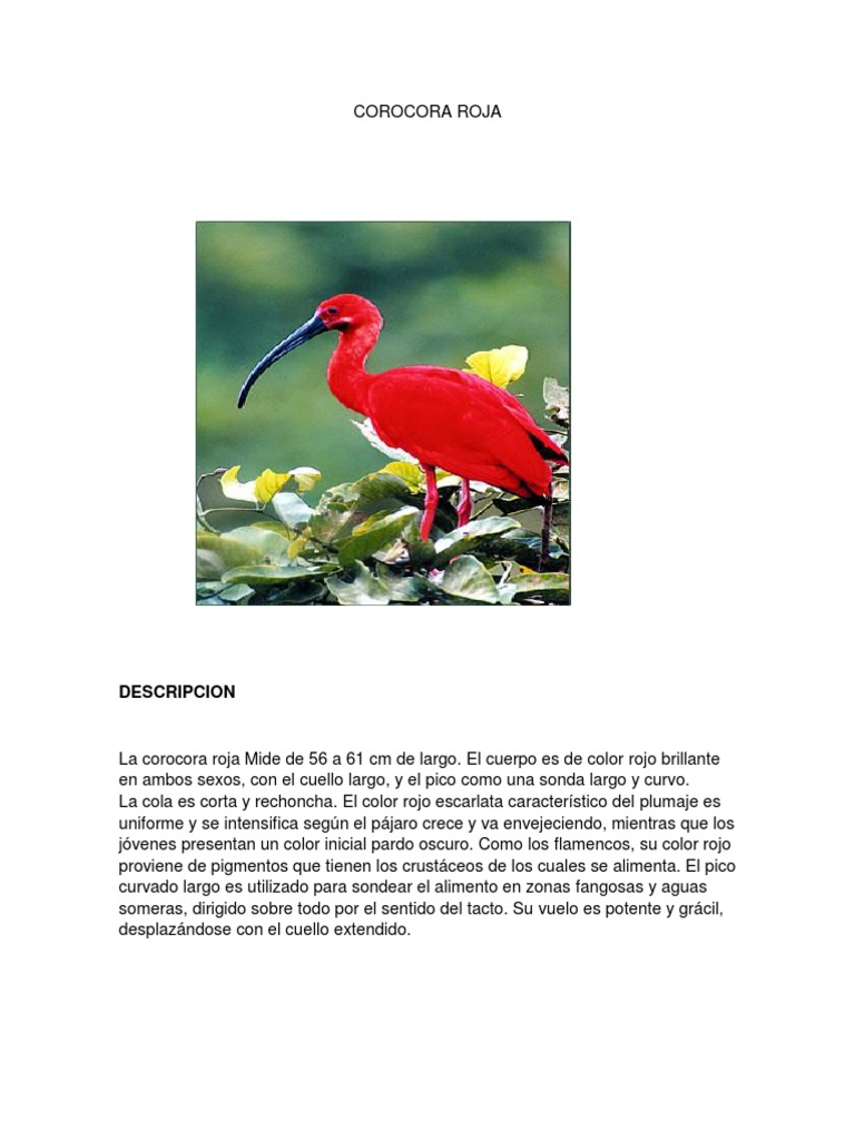 Corocora Roja | PDF | Jaguar | Organismos