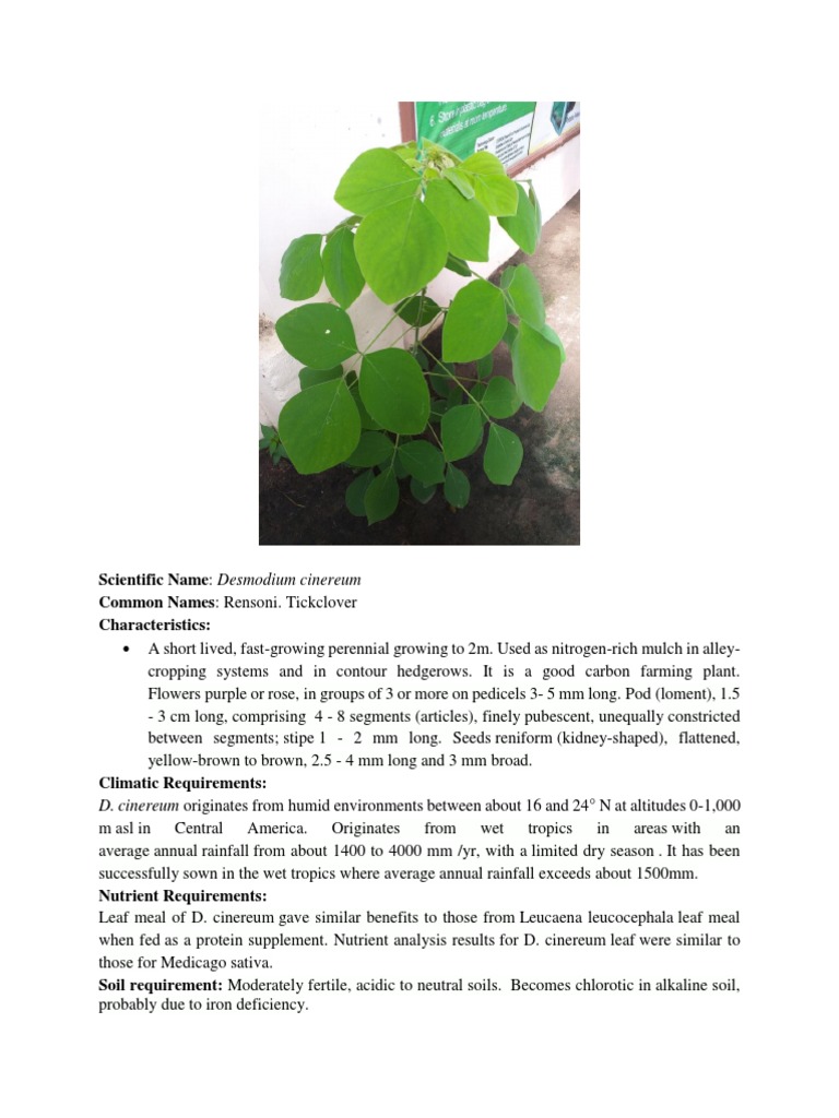 Scientific Name: Desmodium Cinereum Common Names: Rensoni. Tickclover ...
