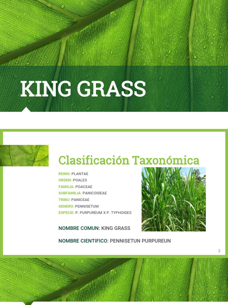 King Grass: Nombre Científico y Características | PDF | Siembra ...